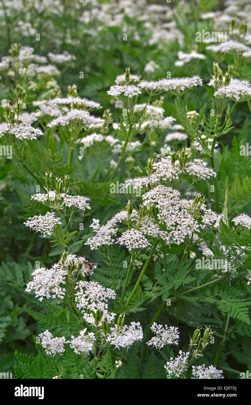 Sweet cicely (Myrrhis odorata / Scandix odorata) in flower Stock Photo ...