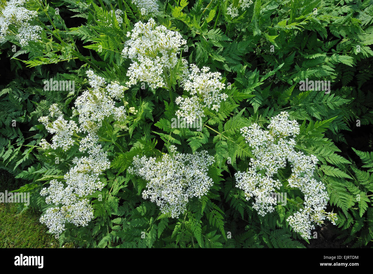 Sweet cicely (Myrrhis odorata / Scandix odorata) in flower Stock Photo ...