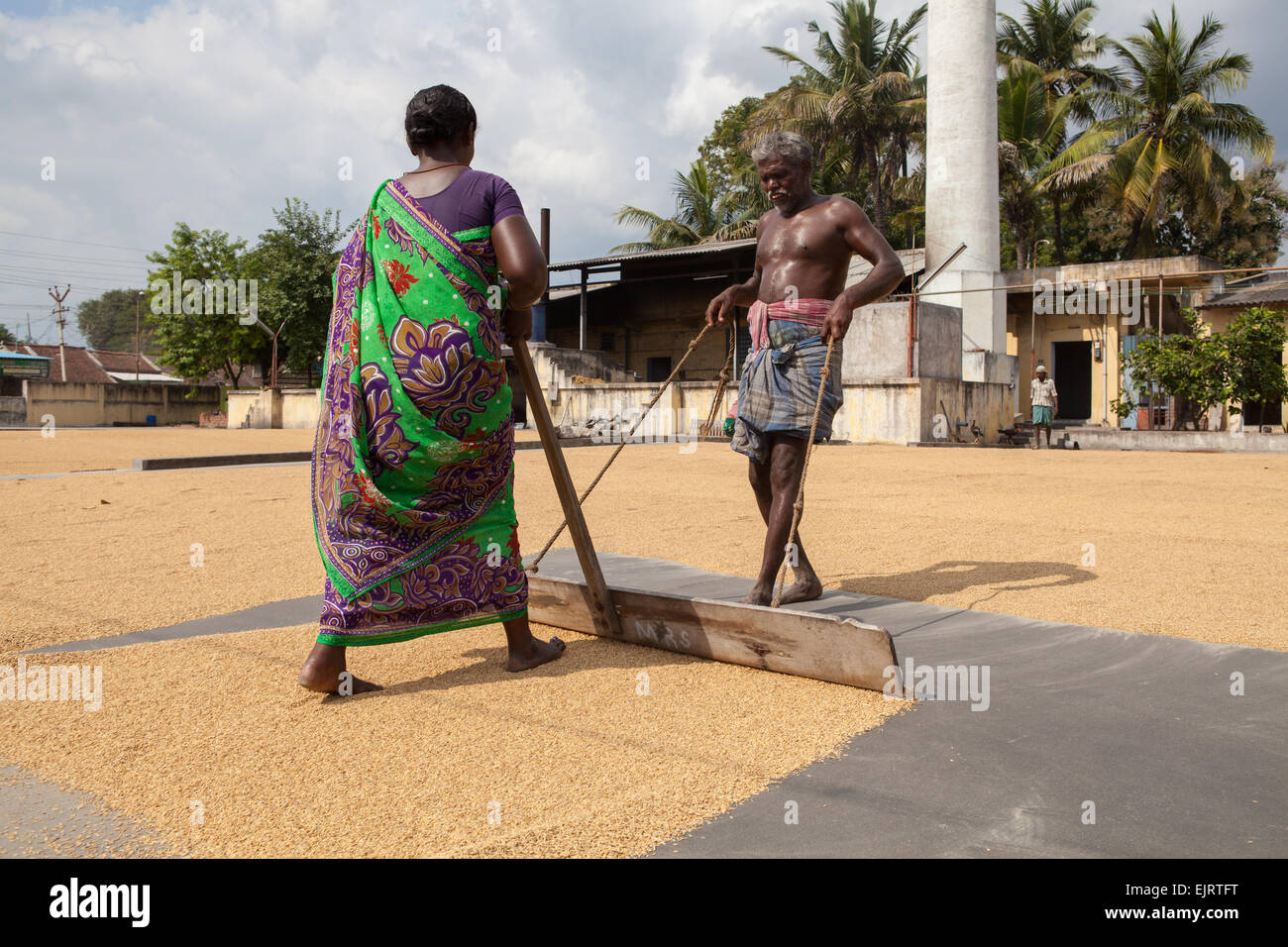 Workers spreading rice out to dry in Kanchipuram Stock Photo - Alamy