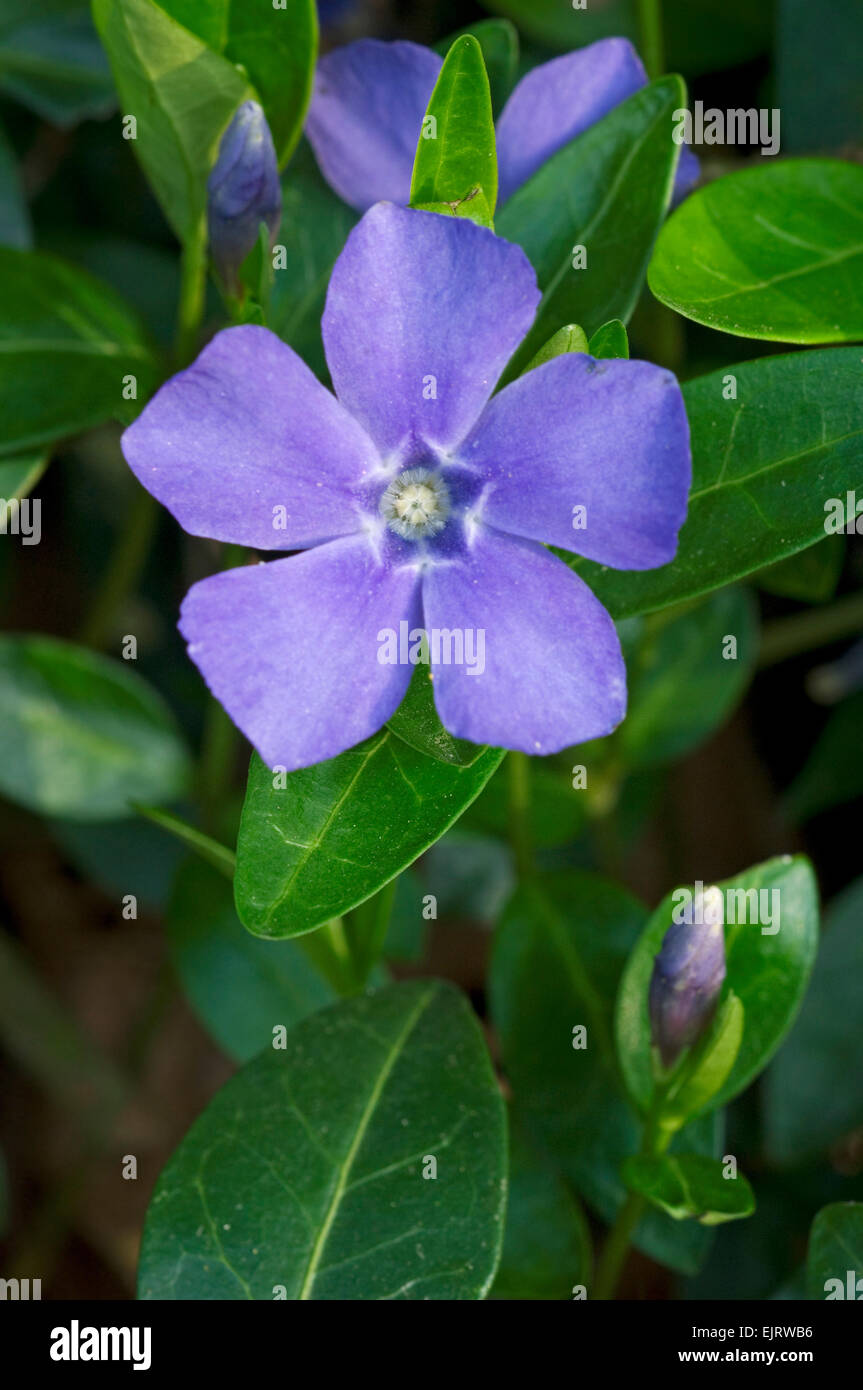 Lesser periwinkle / Dwarf periwinkles (Vinca minor) in flower Stock ...