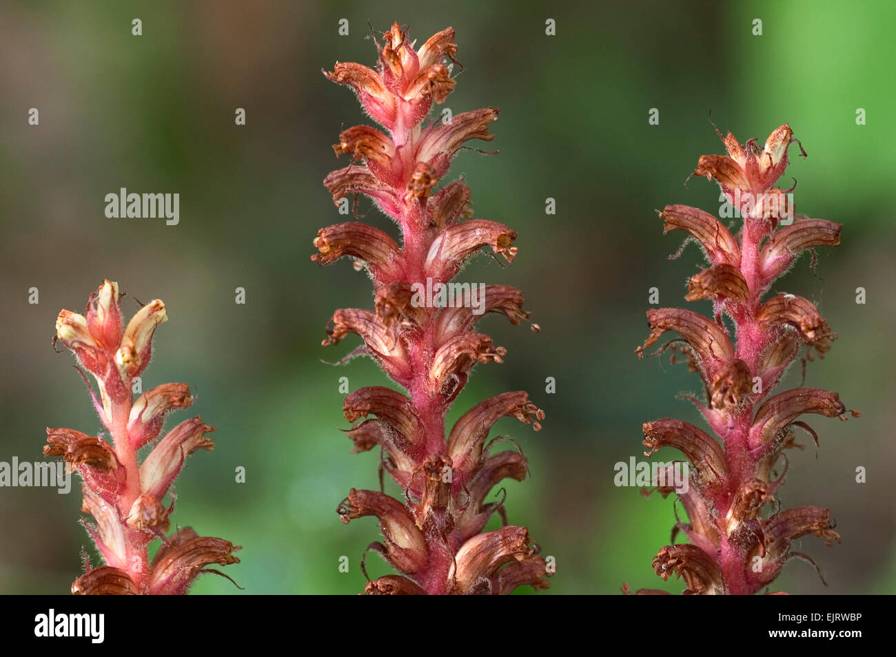 Ivy broomrape (Orobanche hederae) in flower Stock Photo - Alamy