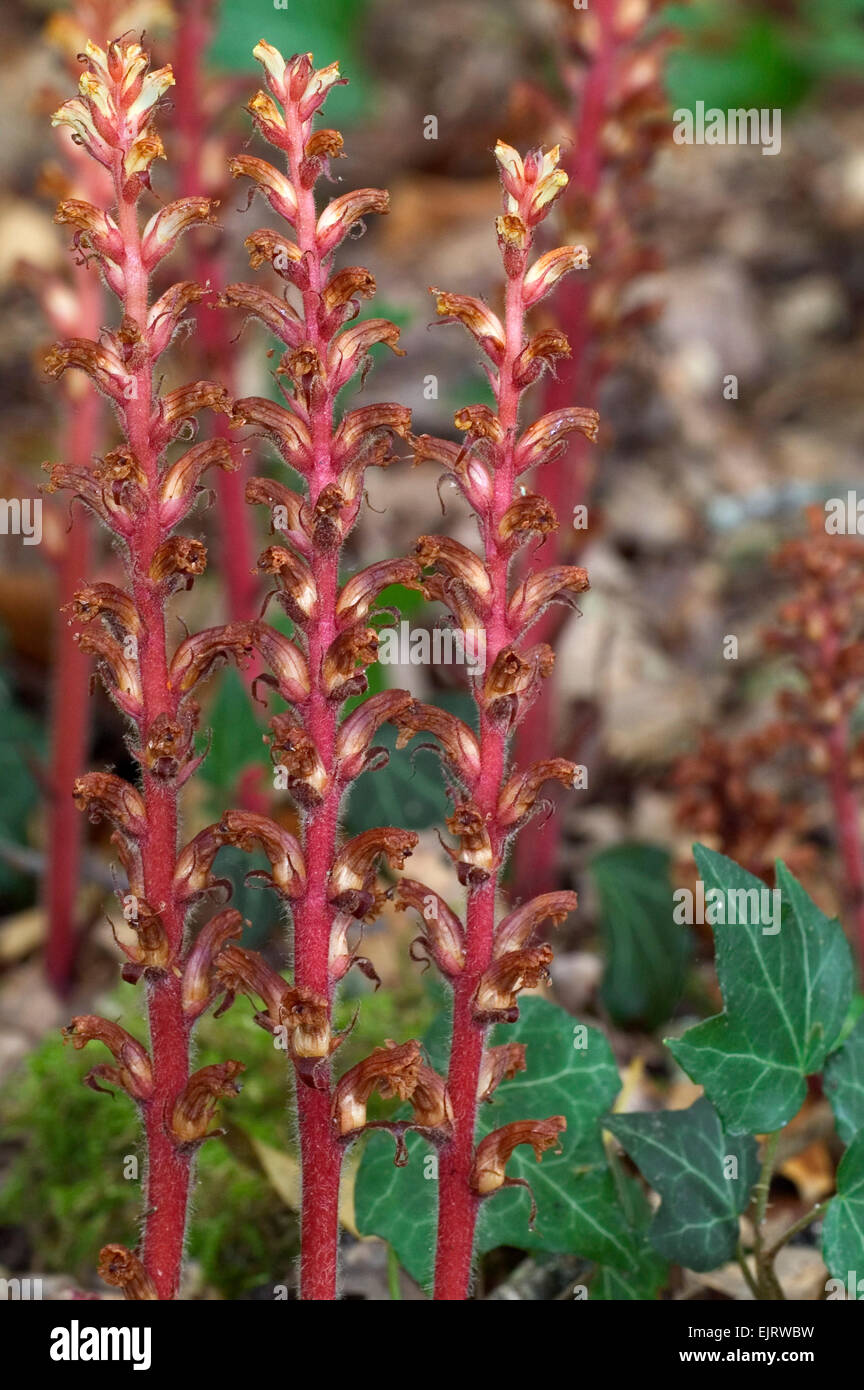 Ivy broomrape (Orobanche hederae) in flower Stock Photo - Alamy
