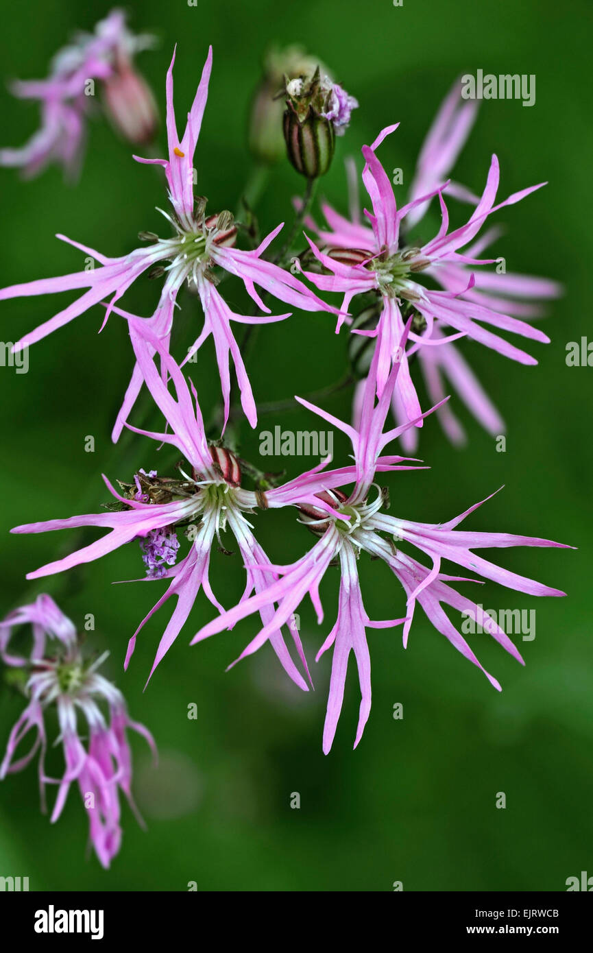 Ragged robin (Silene flos-cuculi / Lychnis flos-cuculi) in flower Stock ...