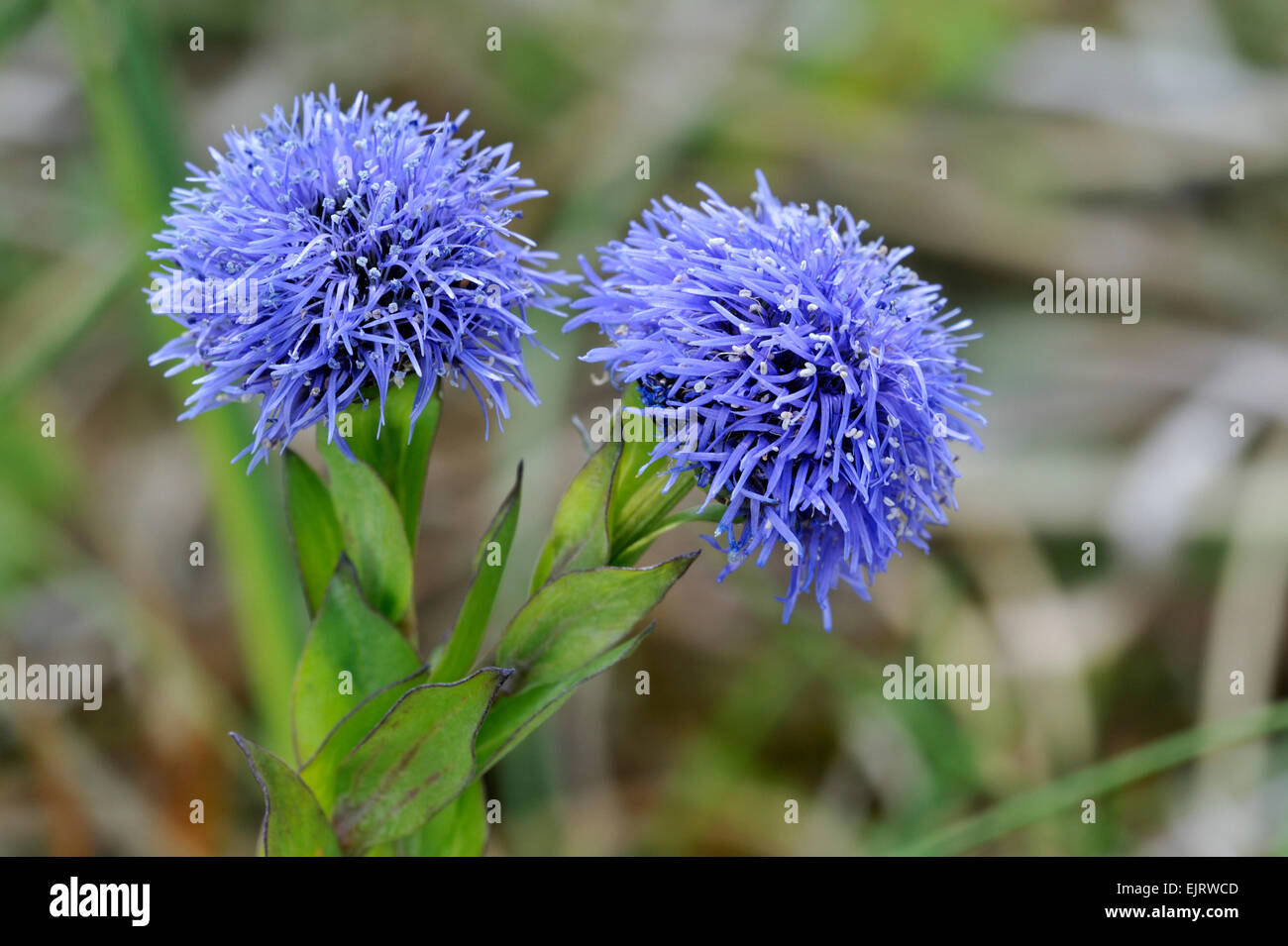 Common Globularia / Globe Daisy (Globularia punctata / Globularia ...