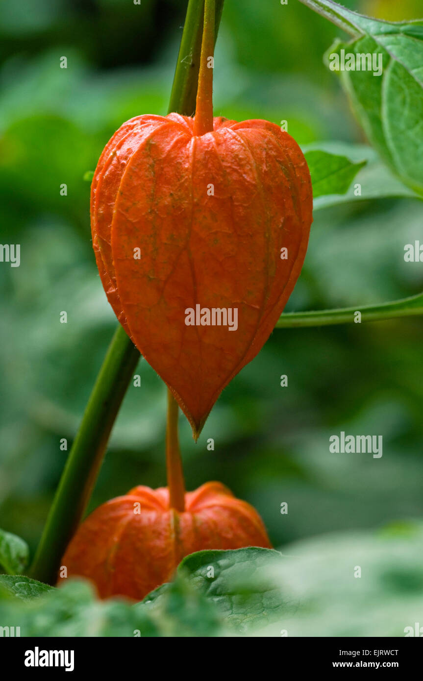 Chinese Lantern / Bladder-cherry (Physalis alkekengi) fruit with red ...