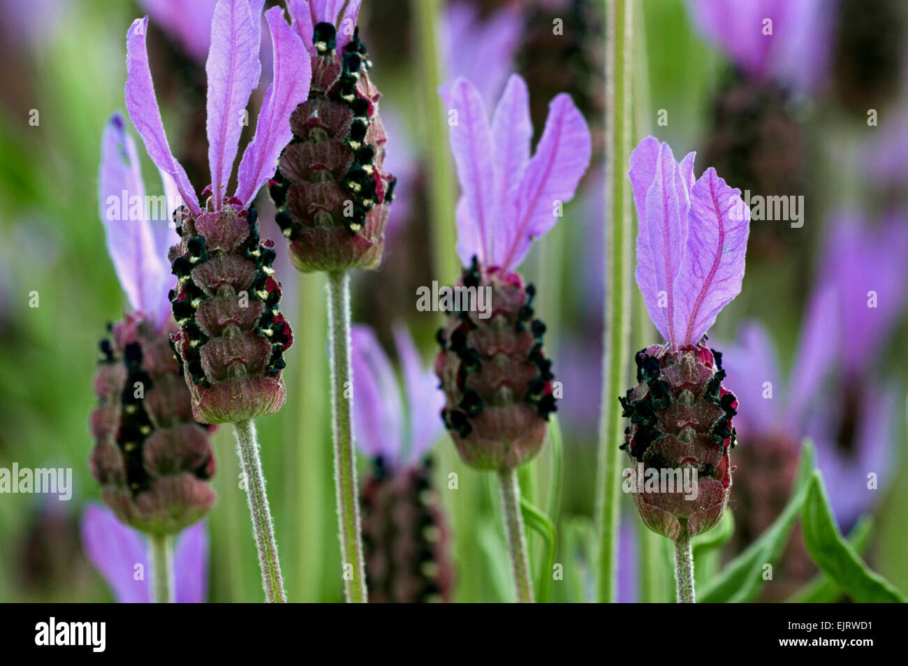 French lavender / Spanish lavender / topped lavender (Lavandula ...