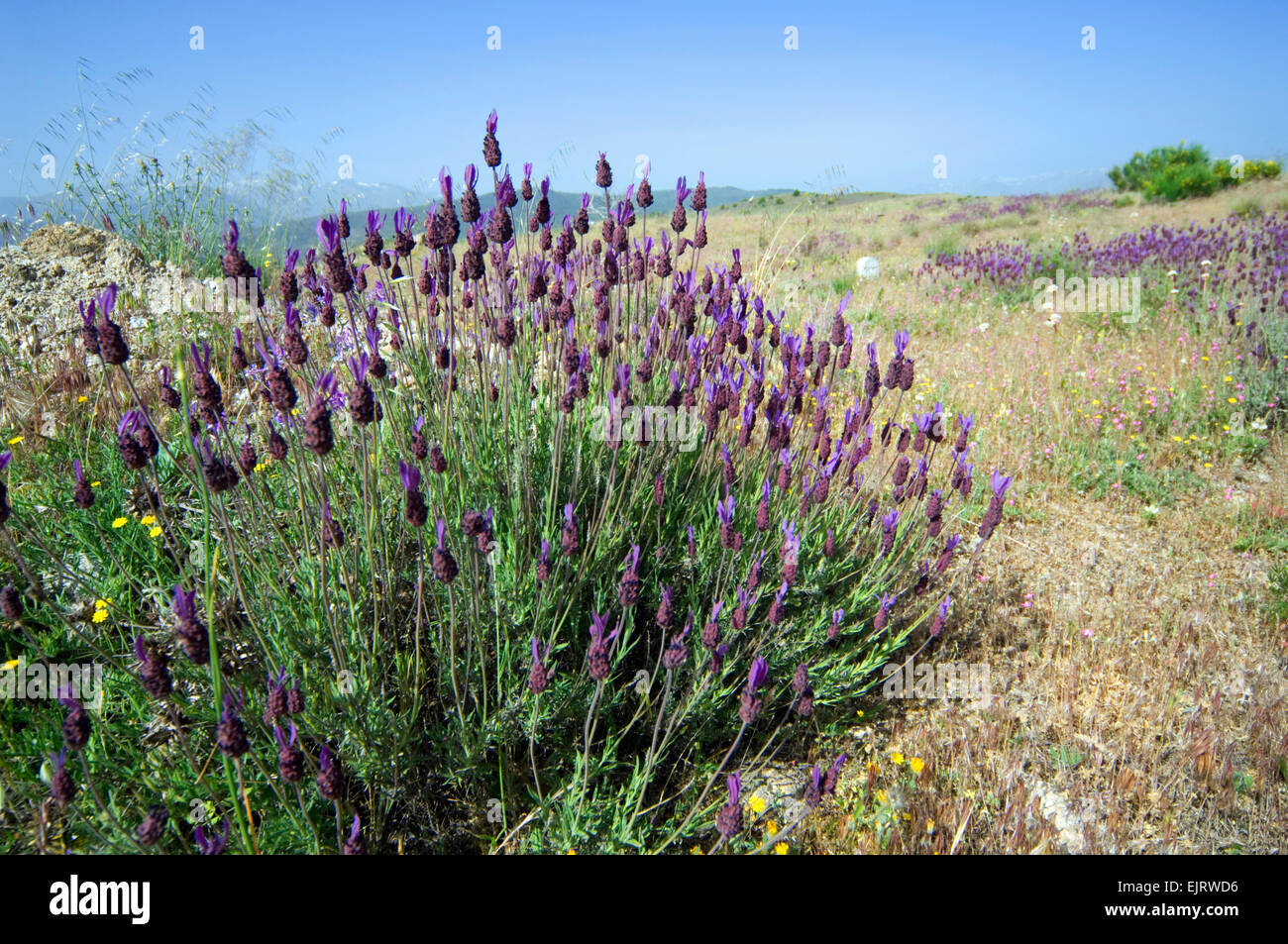French lavender / Spanish lavender / topped lavender (Lavandula ...