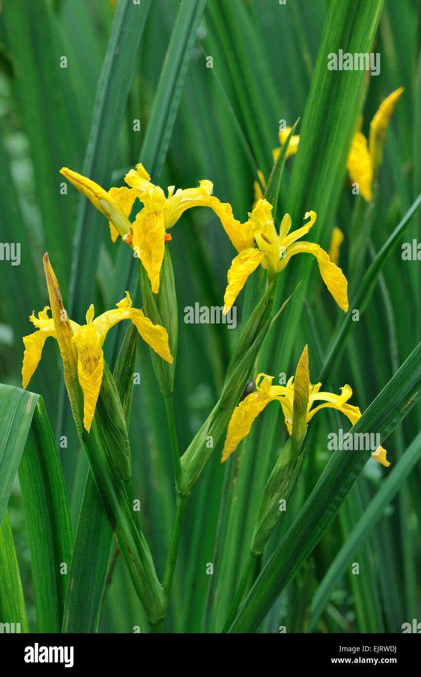 Yellow Iris Plant