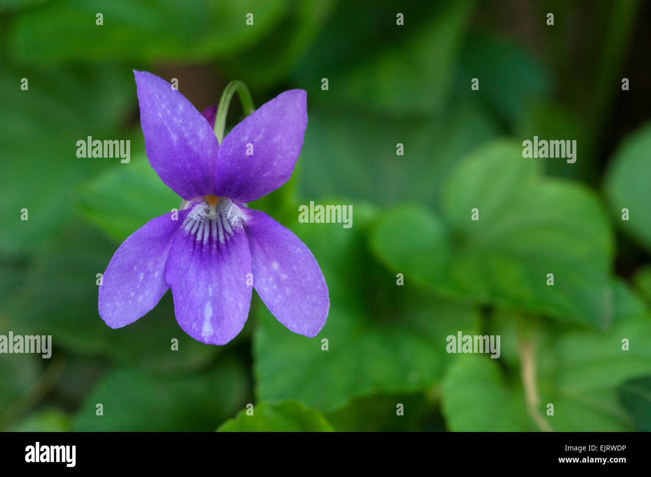 Wood violet / sweet violet (Viola odorata) in flower Stock Photo - Alamy