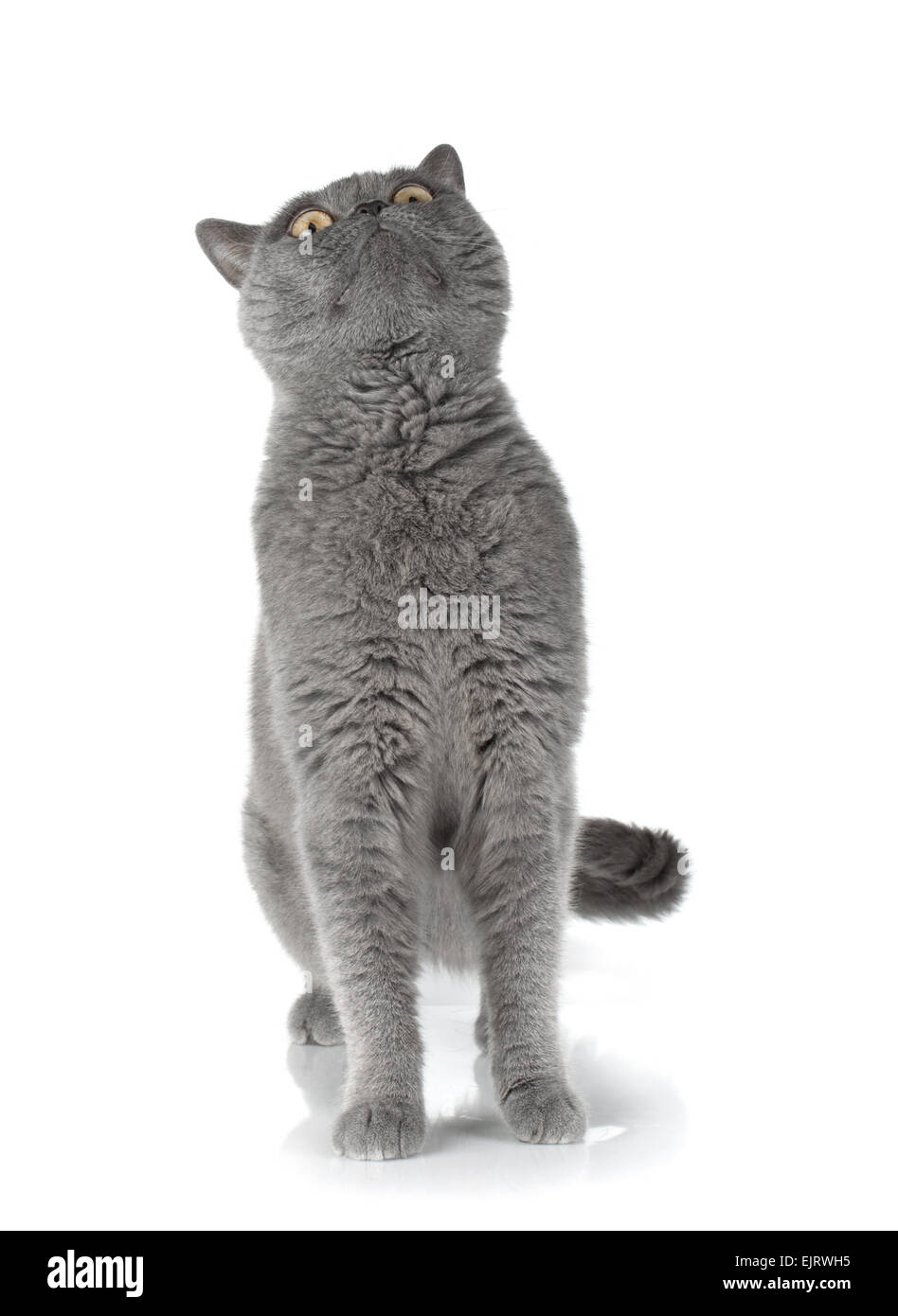 Gray cat looking up. Isolated on white background Stock Photo - Alamy