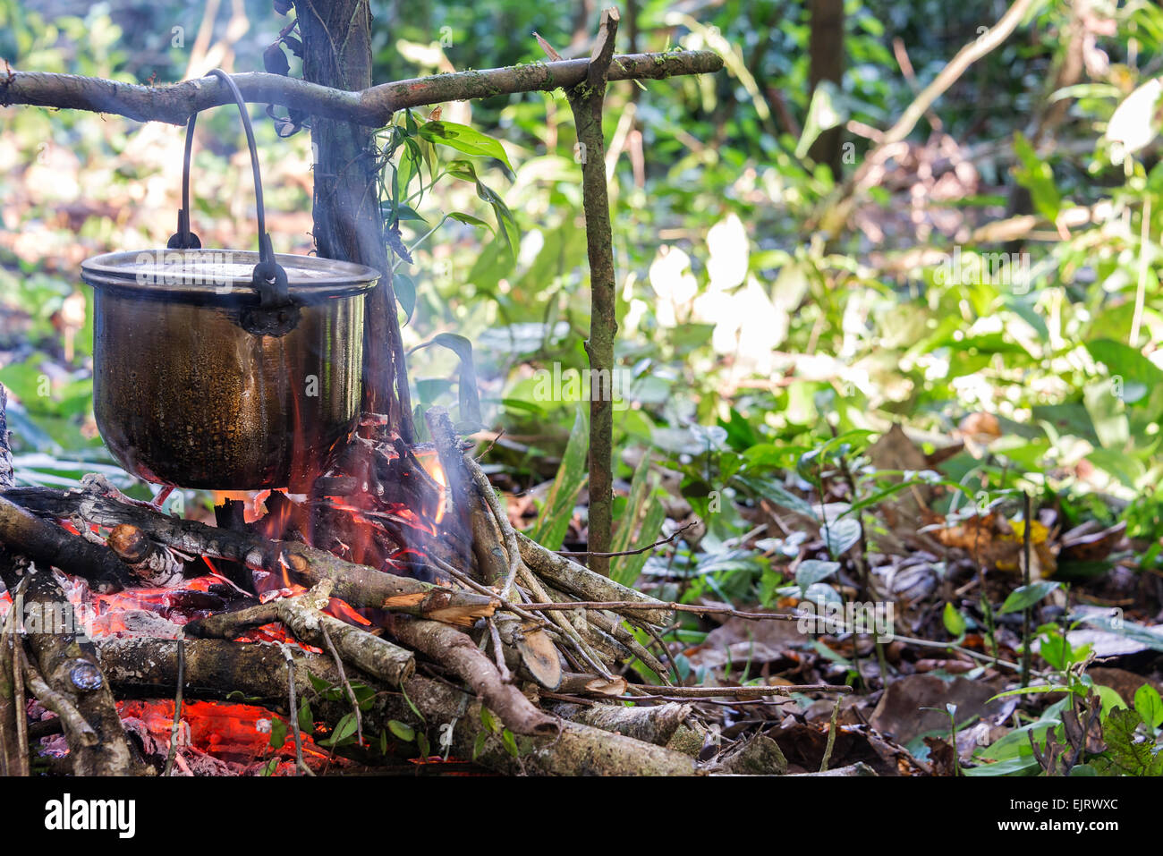 Foods In The Jungle at Sienna Deeming blog