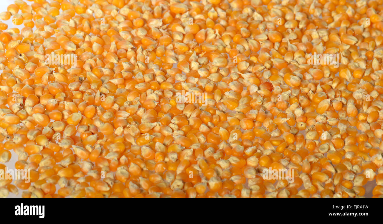 Dried corn used for making popcorn Stock Photo - Alamy