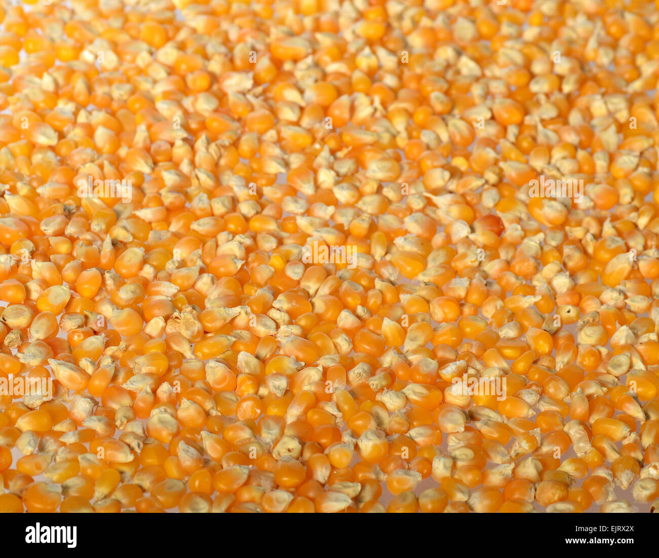 Dried corn used for making popcorn Stock Photo - Alamy