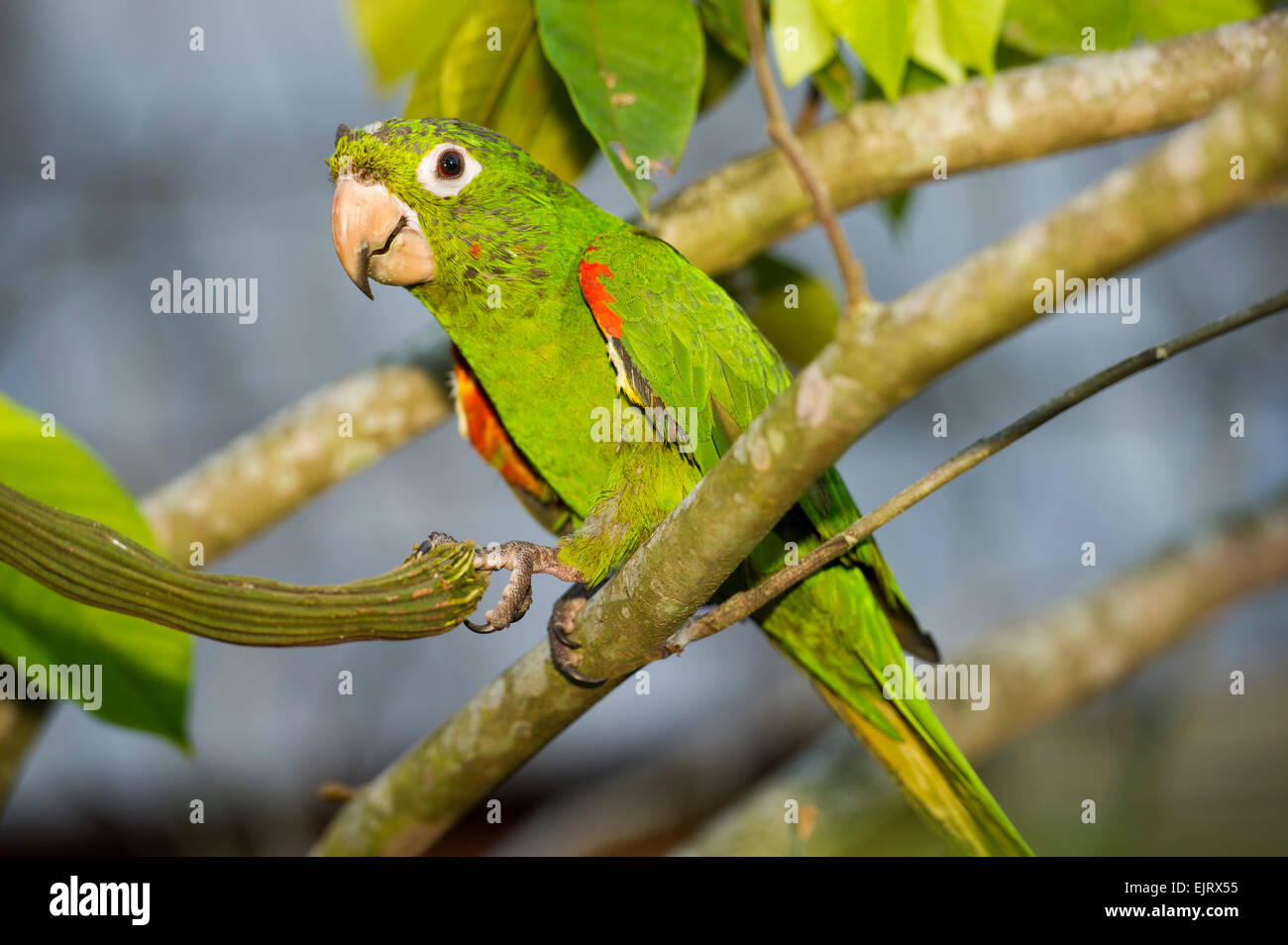 White eyed parakeet hi-res stock photography and images - Alamy