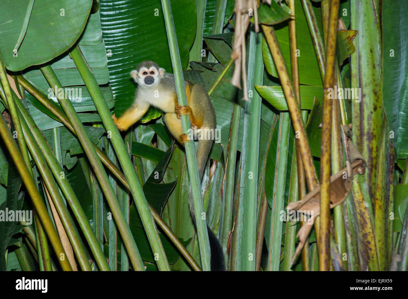 Squirrel monkey, Saimiri, Suriname Stock Photo - Alamy