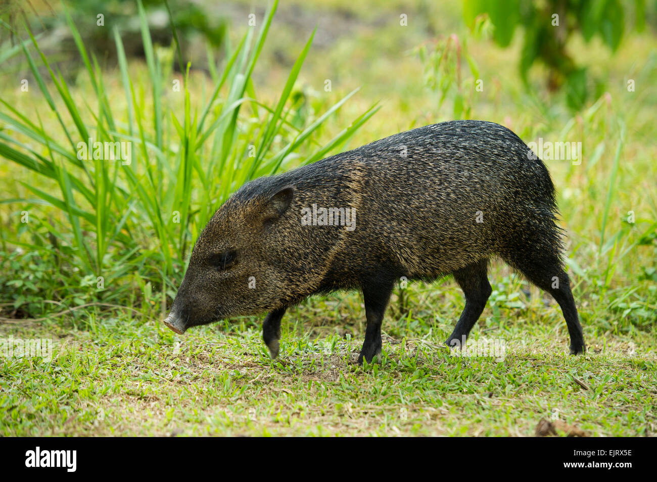 Collared Peccary, Pecari tajacu, Suriname Stock Photo - Alamy