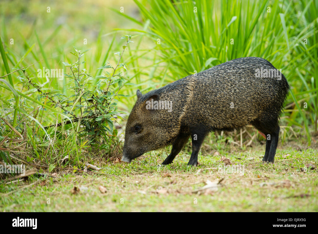 South american peccary hi-res stock photography and images - Alamy