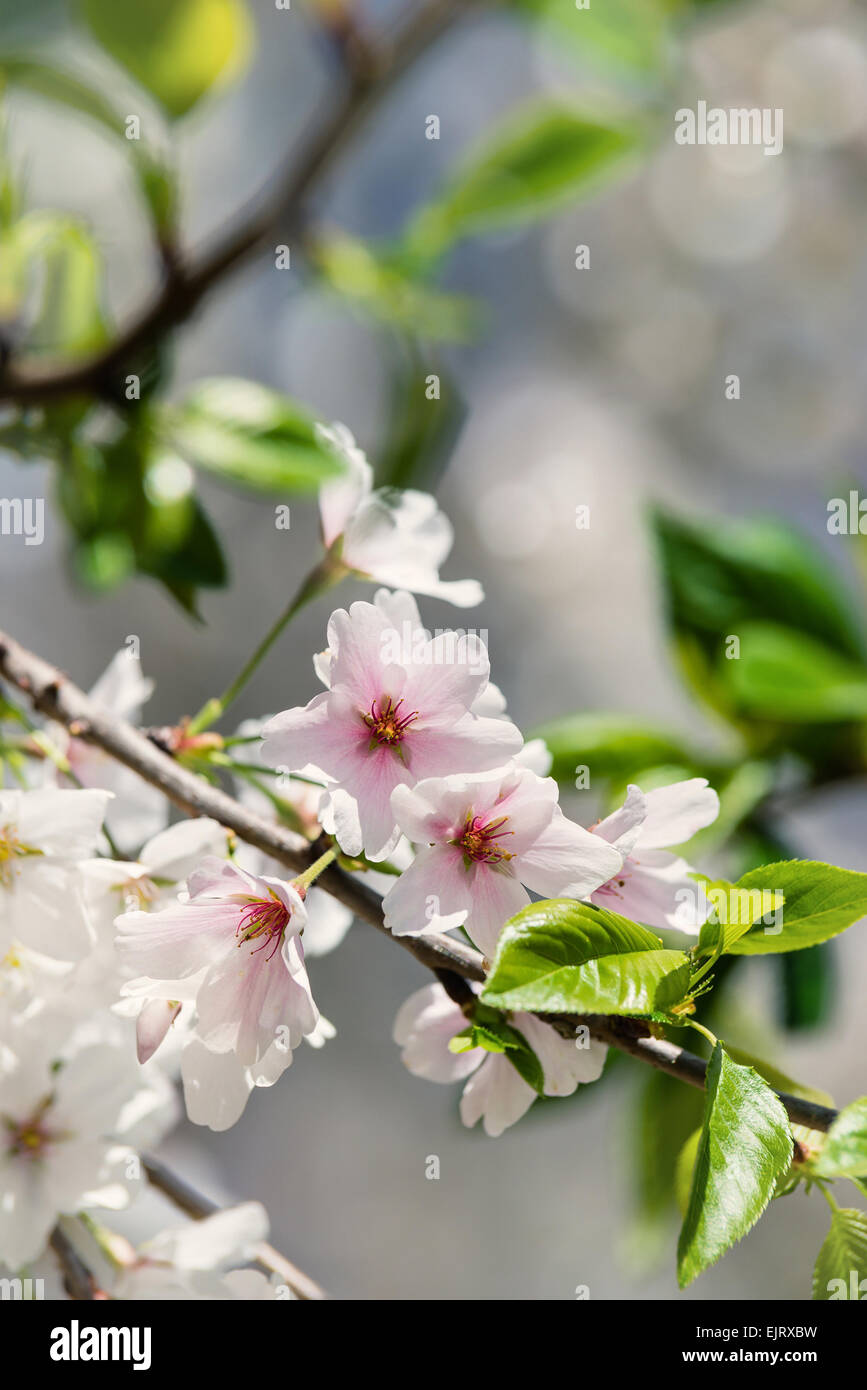 Spring tree colors hi-res stock photography and images - Alamy
