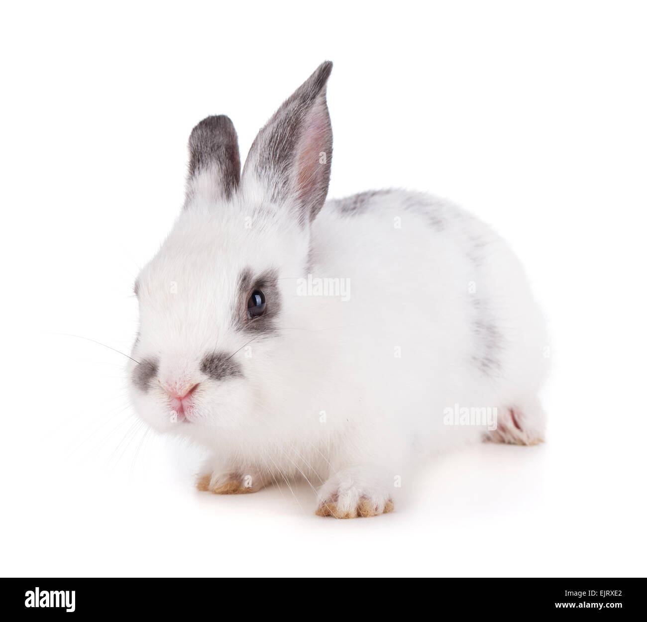 Small rabbit on a white background Stock Photo - Alamy
