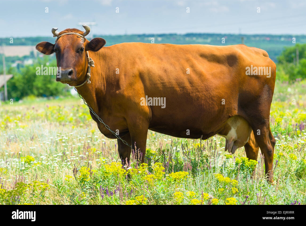 Cute Ukrainian cow on a summer pasture Stock Photo - Alamy