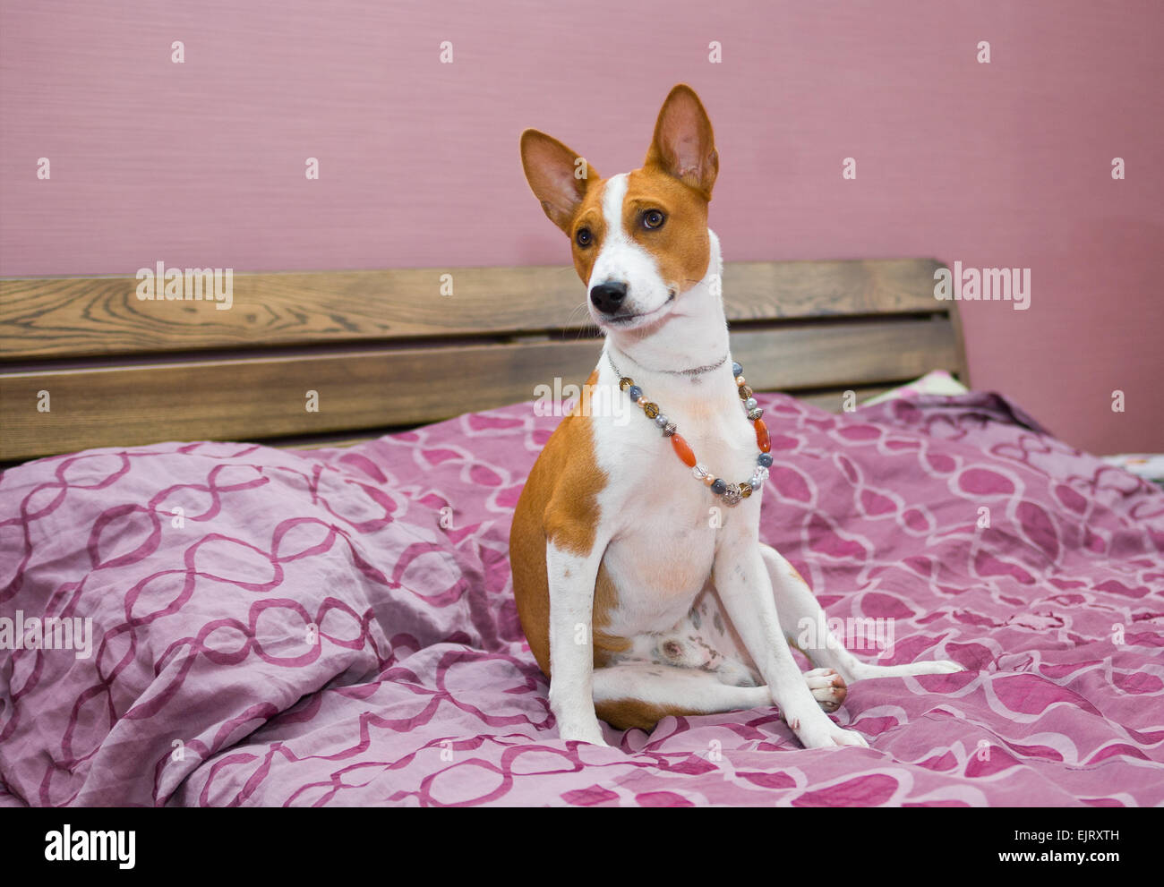 Morning in a bedroom of lazy basenji dog Stock Photo - Alamy