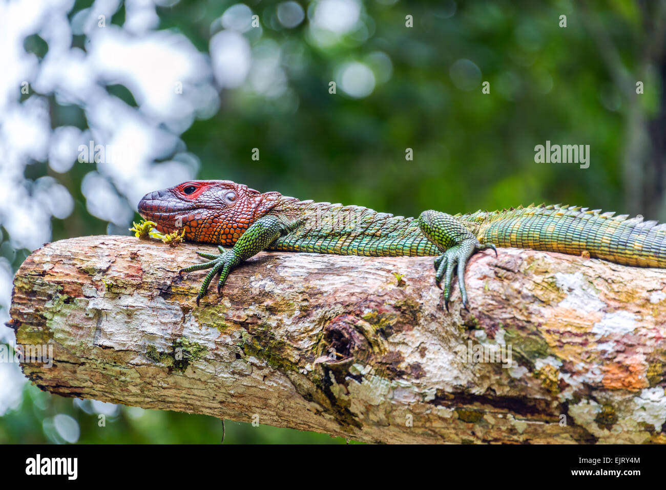 View of a red headed iguana in the Amazon rainforest in Brazil Stock ...