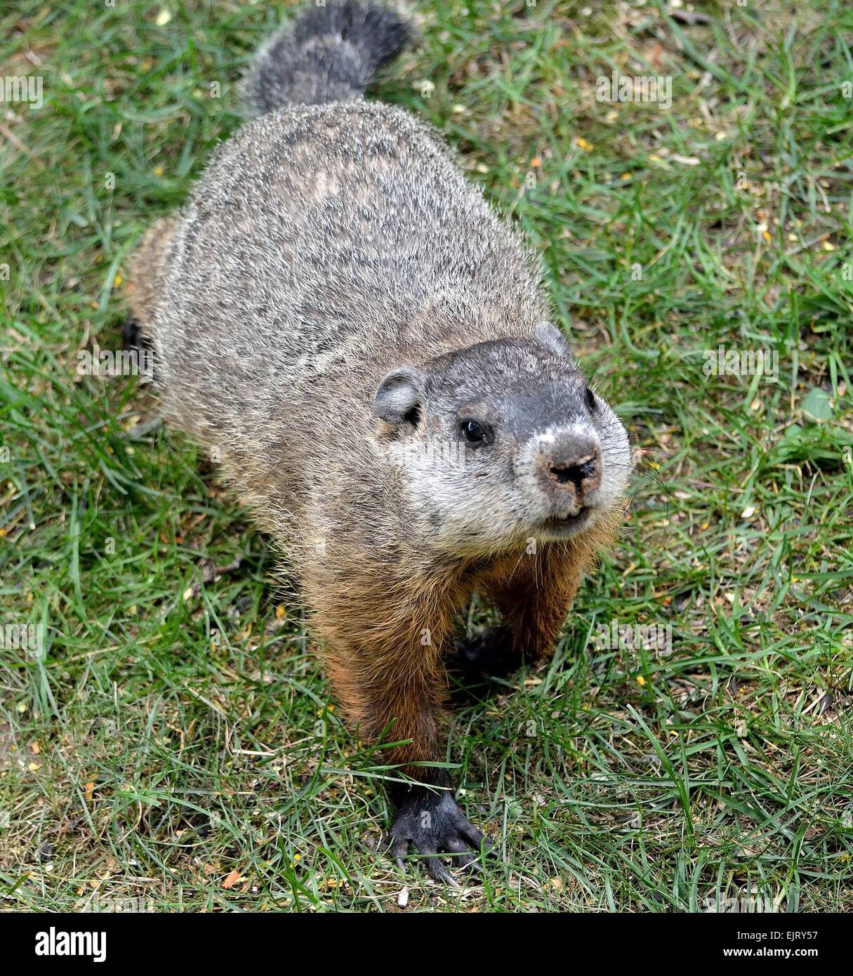Ground hog cute hi-res stock photography and images - Alamy