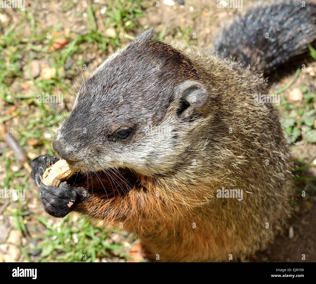 Hog dog hi-res stock photography and images - Alamy