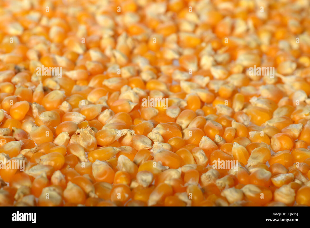 Dried corn used for making popcorn Stock Photo - Alamy