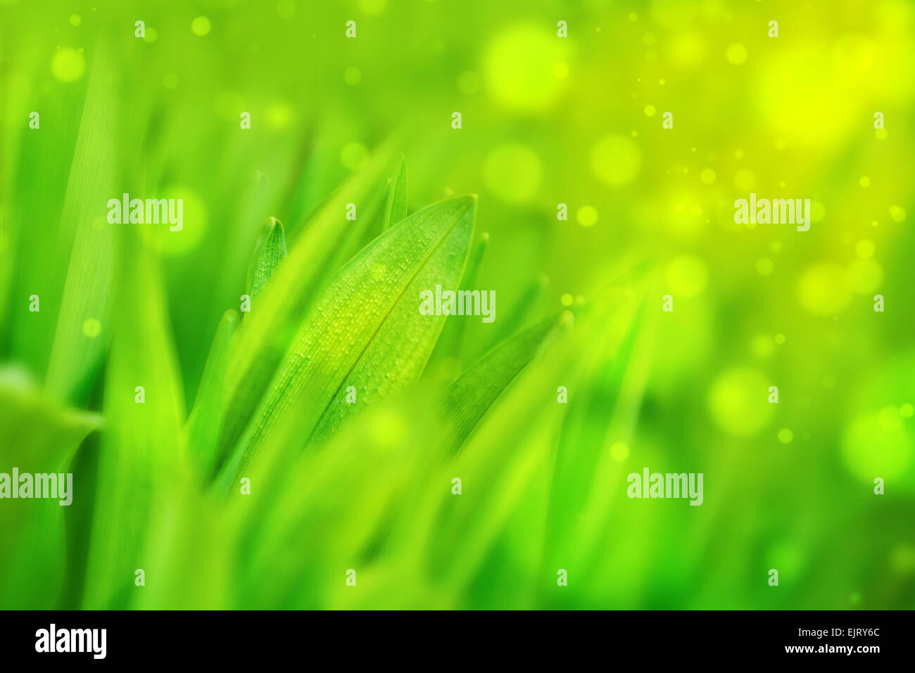 Beautiful green spring field shot hi-res stock photography and images ...