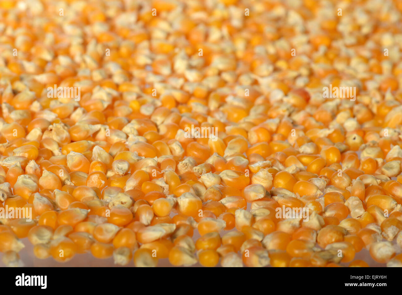 Dried corn used for making popcorn Stock Photo - Alamy
