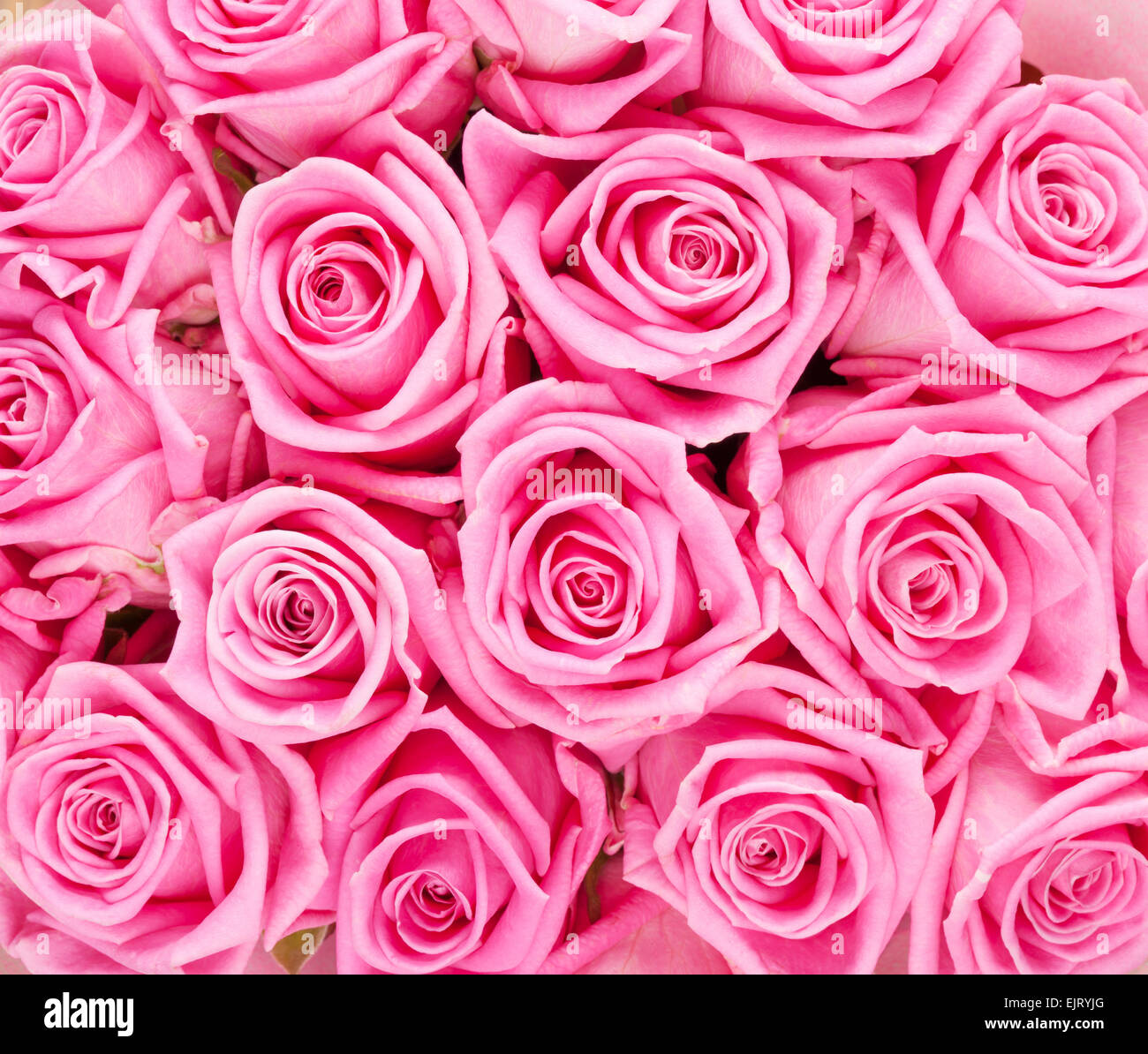 Valentines day background with pink roses closeup Stock Photo - Alamy