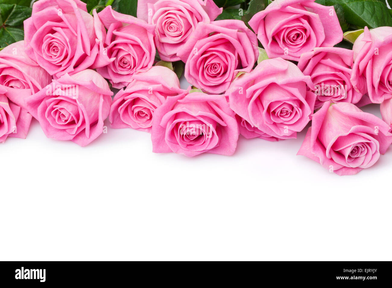 Valentines day background with pink roses. Isolated on white with copy ...