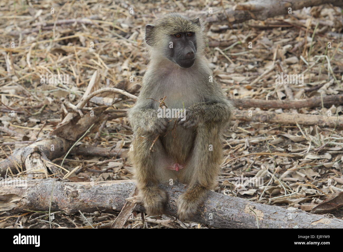 African monkey hi-res stock photography and images - Alamy