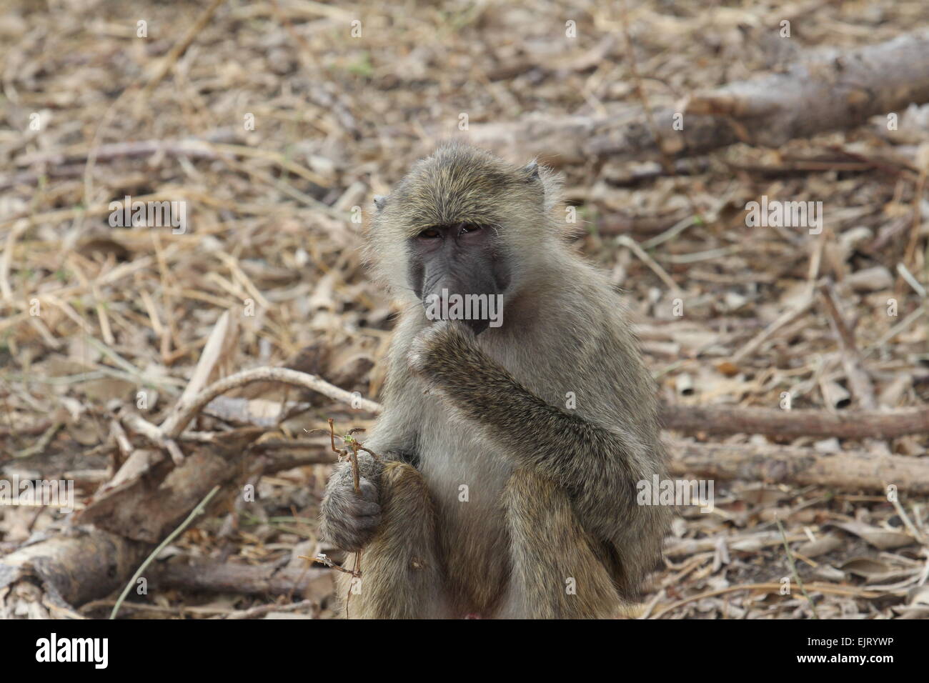 African monkey hi-res stock photography and images - Alamy