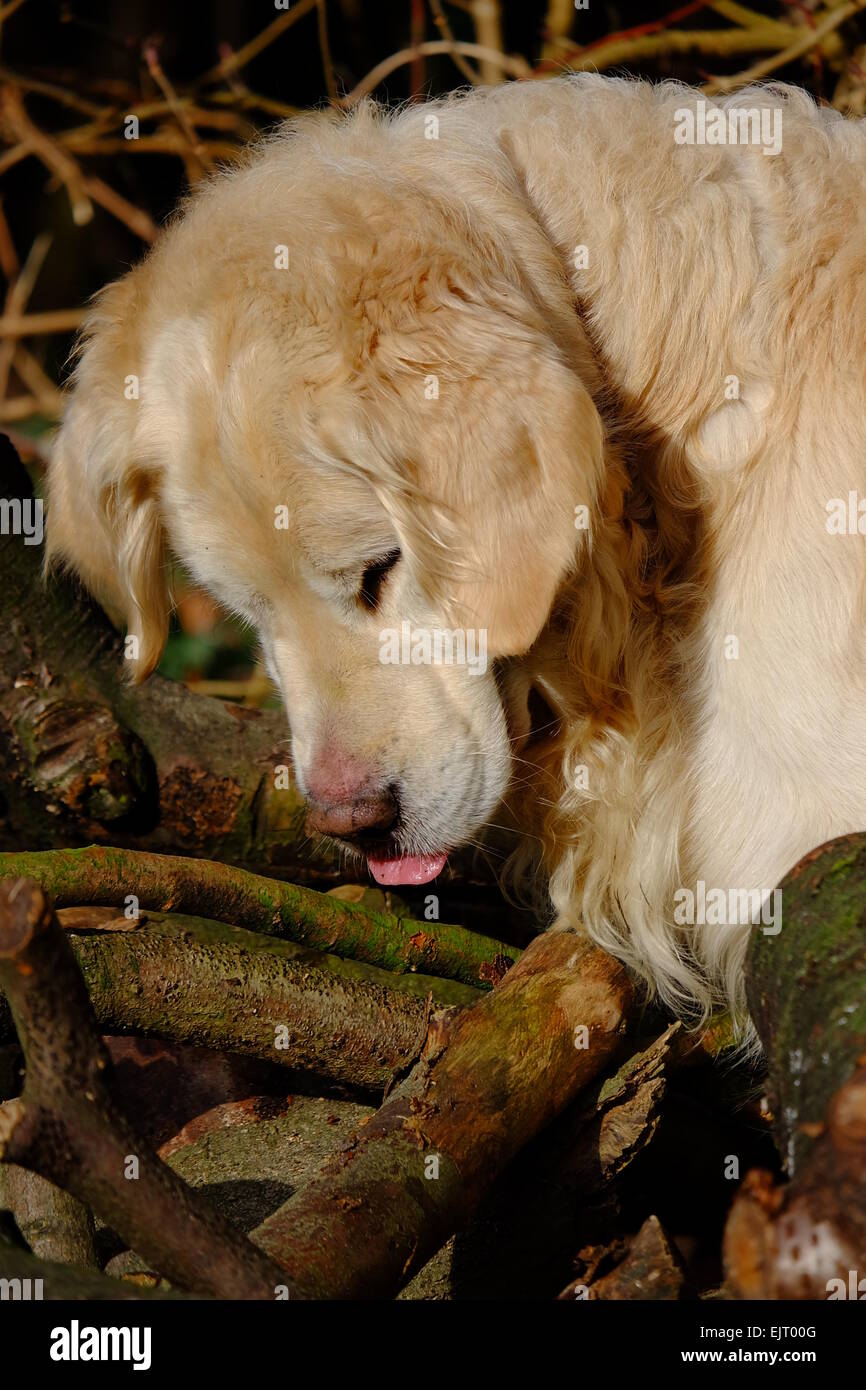 Working golden retriever hi-res stock photography and images - Alamy
