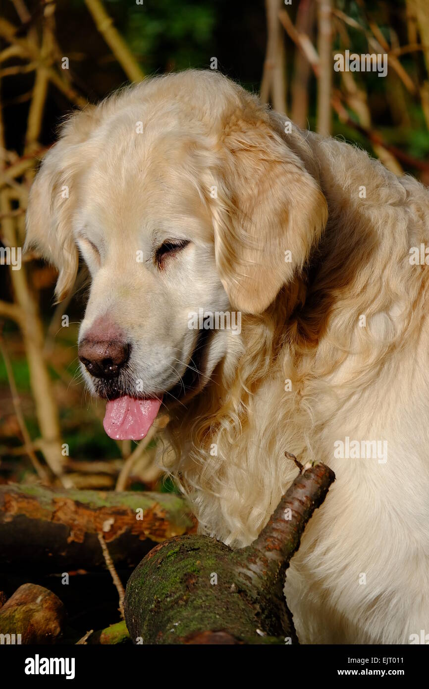 Working golden retriever hi-res stock photography and images - Alamy