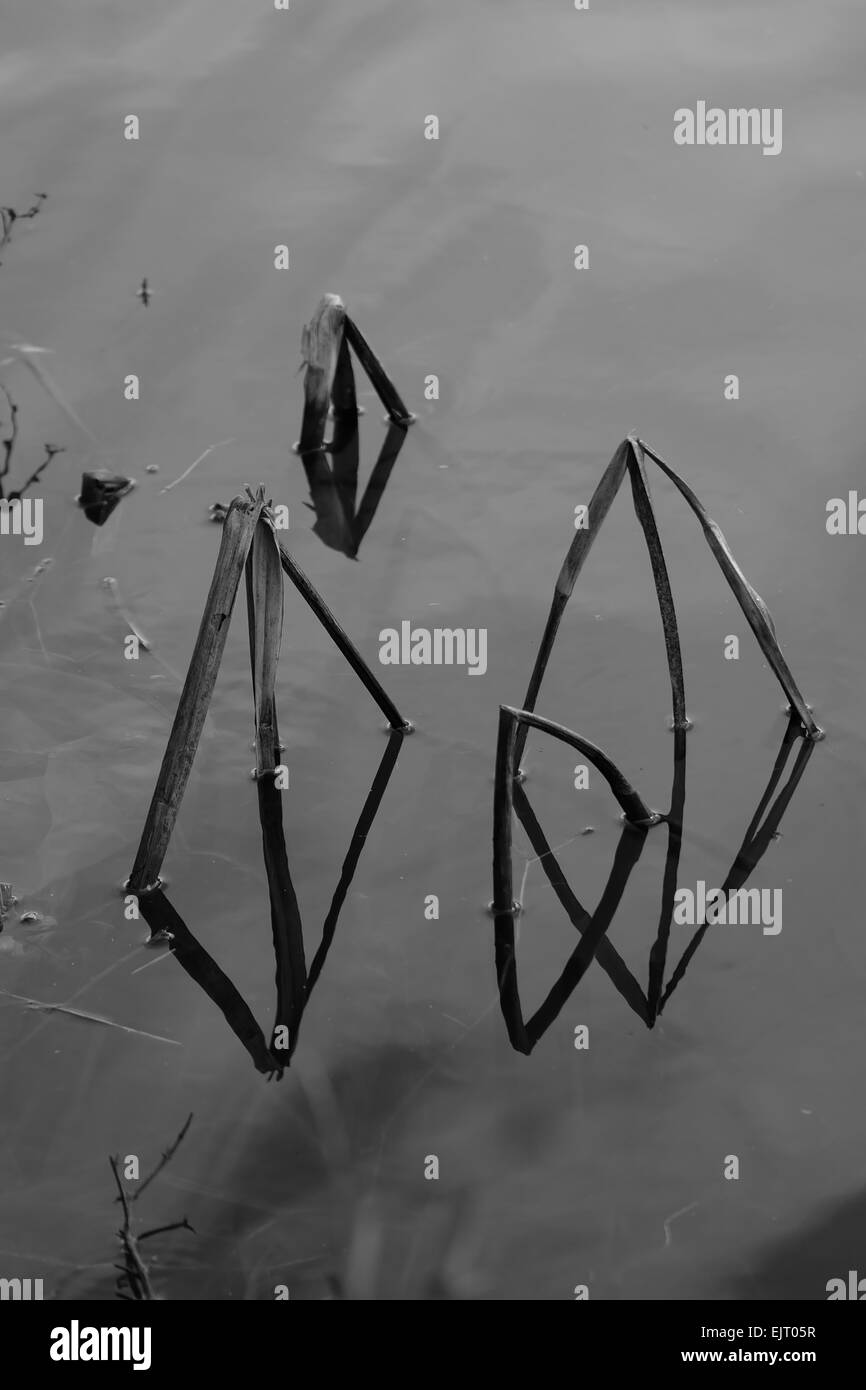 Reed reflections hi-res stock photography and images - Alamy