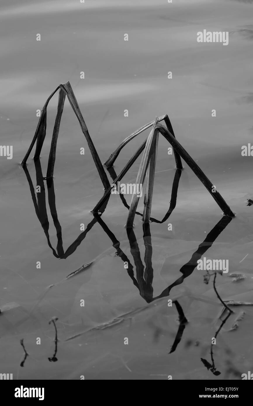 Reed reflections hi-res stock photography and images - Alamy