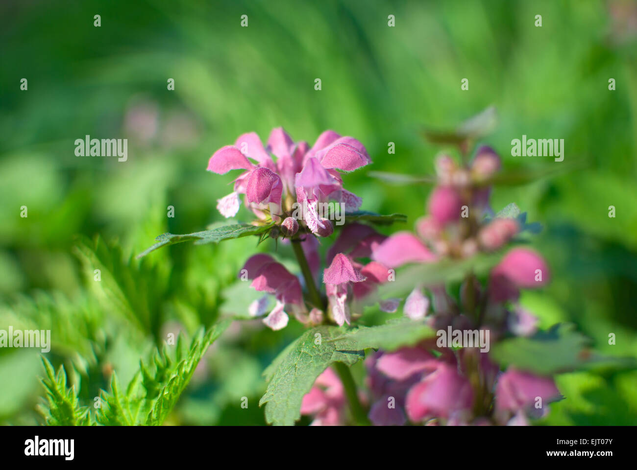 Spring flowers blossom, red dead nettle (Lamium purpureum) with green ...