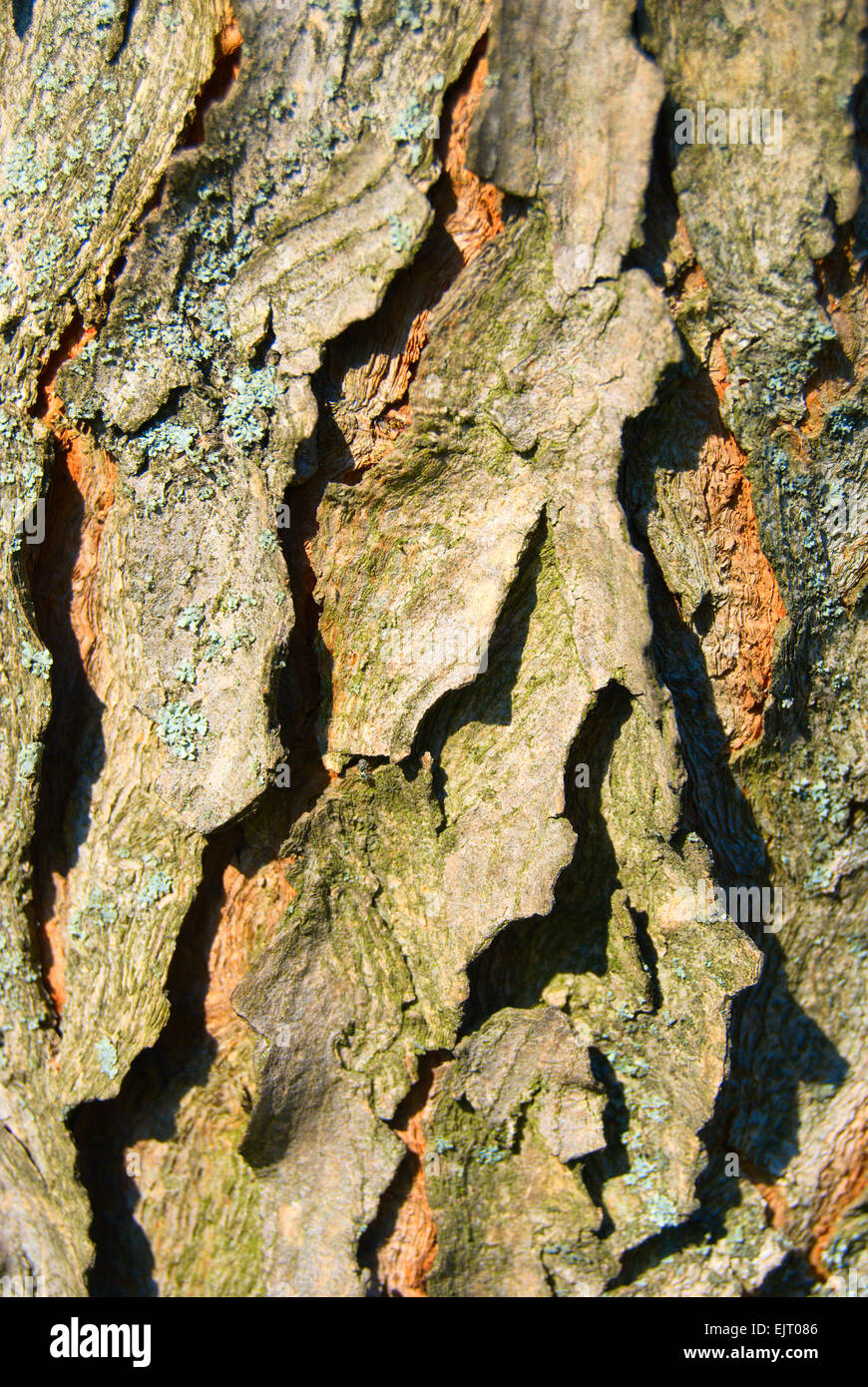 Under tree bark hi-res stock photography and images - Alamy