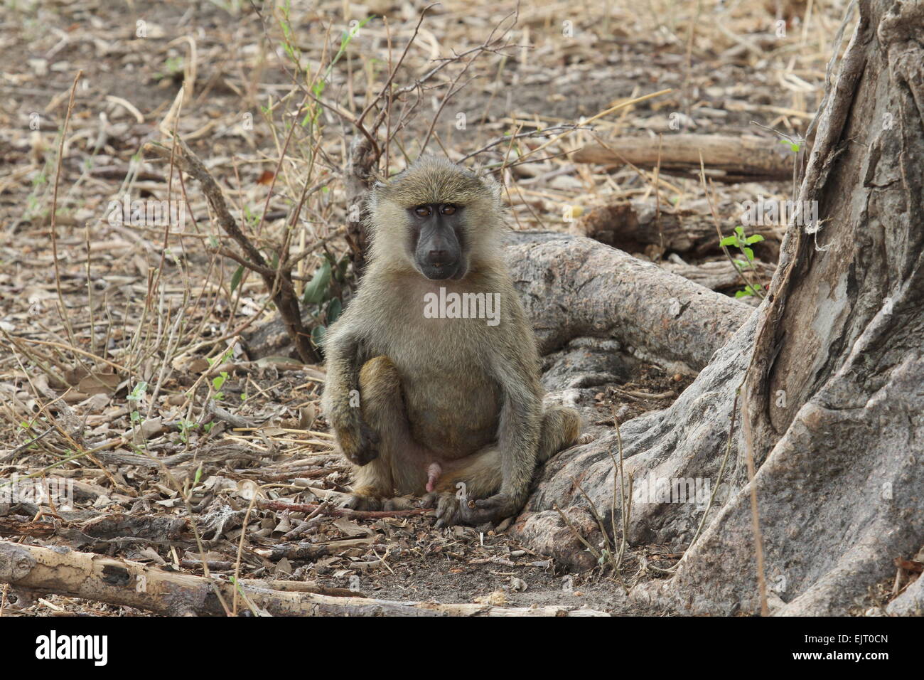 African monkey hi-res stock photography and images - Alamy