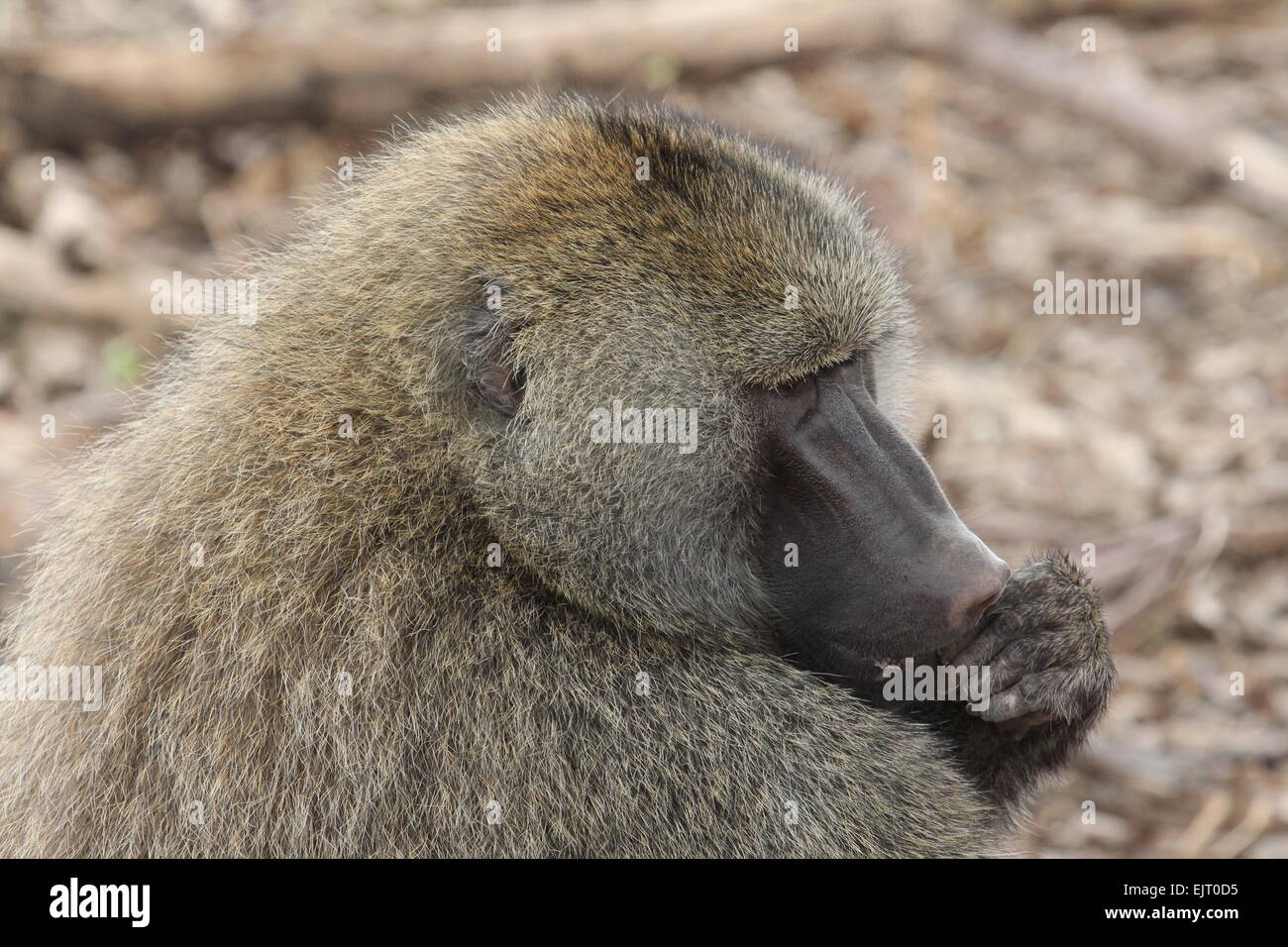 African baboon hi-res stock photography and images - Alamy