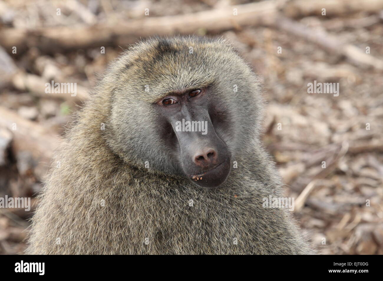 African baboon hi-res stock photography and images - Alamy