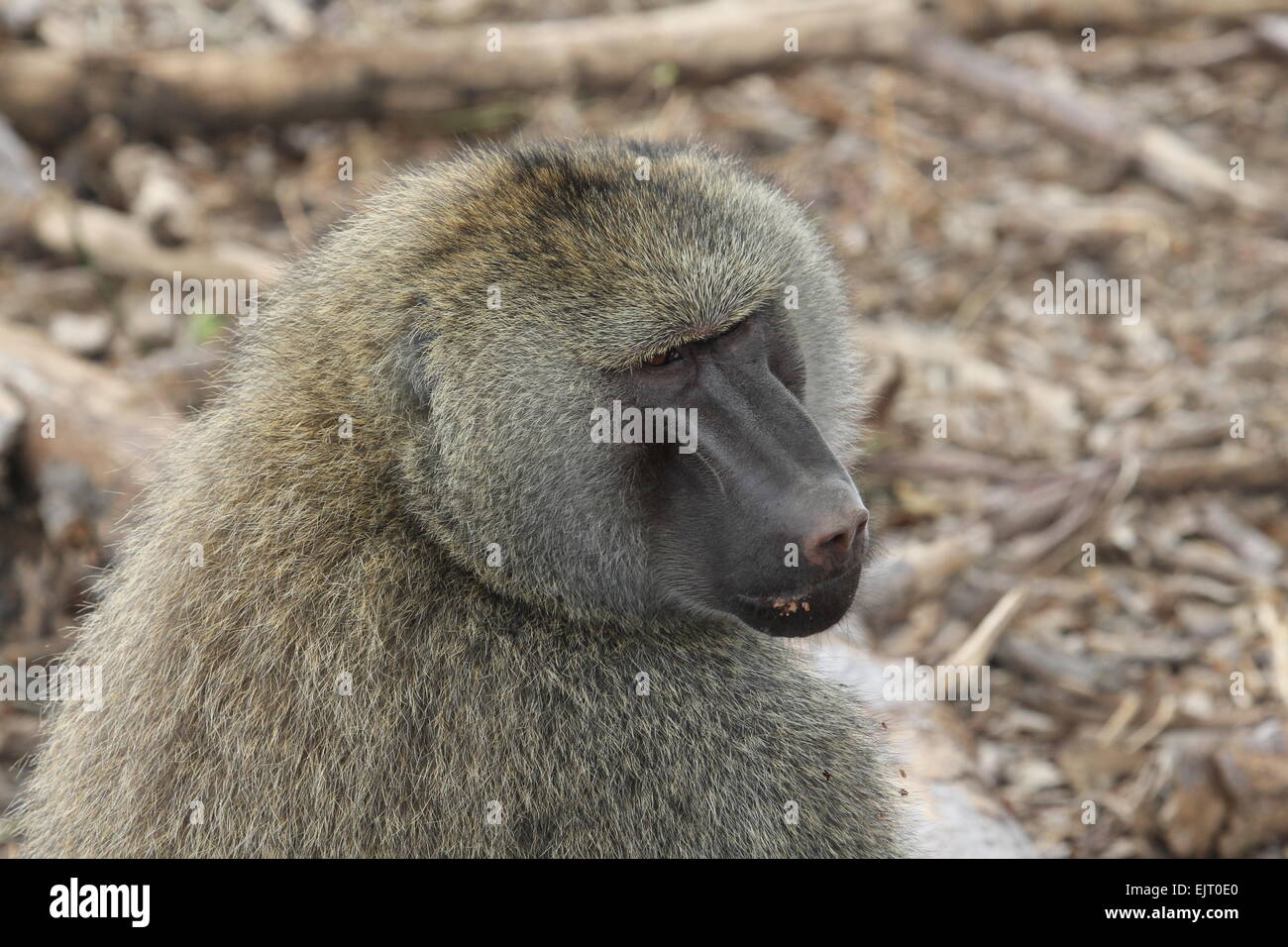 Baboon Face Profile