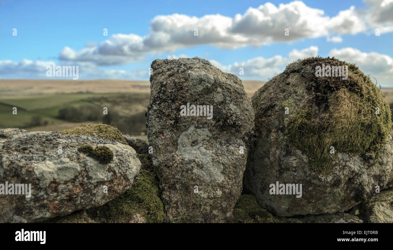 Moorland plants dartmoor High Resolution Stock Photography and Images ...