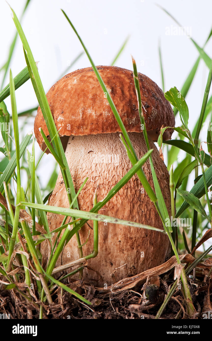 ceps. White mushroom in the green grass on white background Stock Photo ...