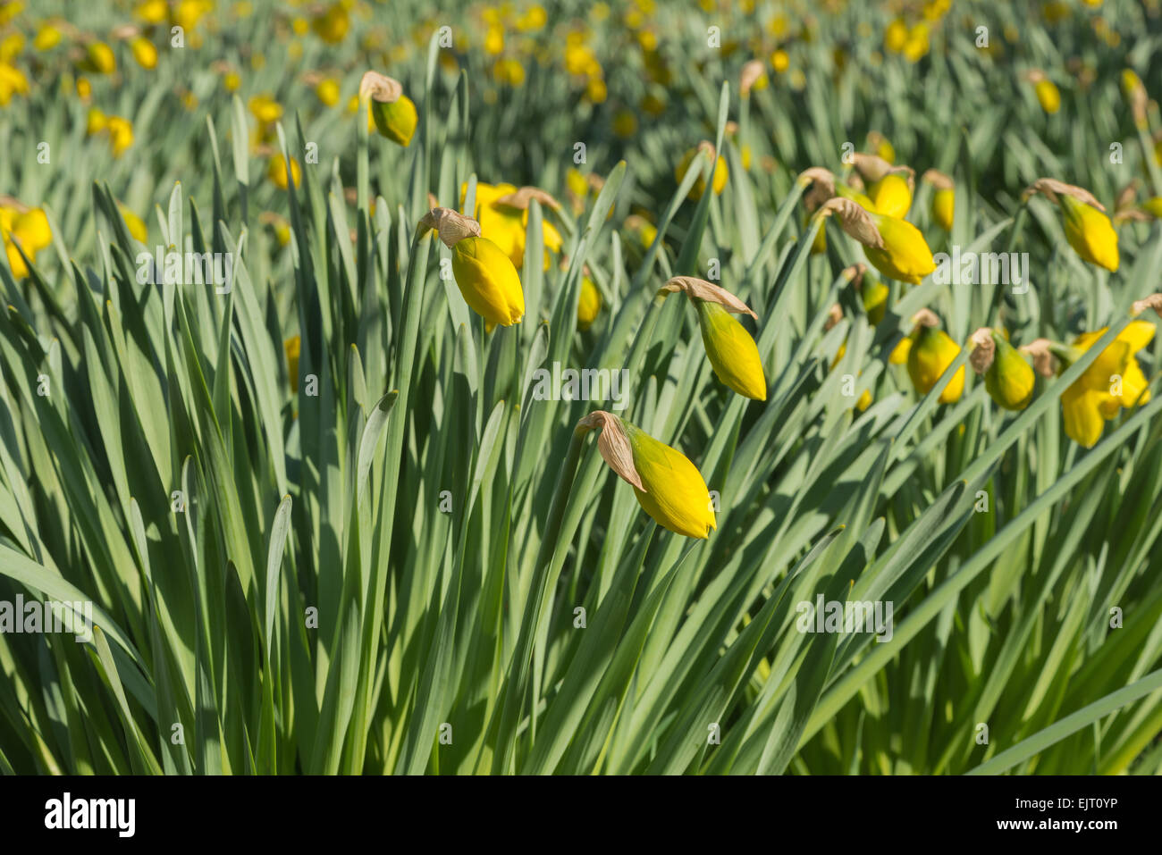 Just waiting for the correct moment masses of closed daffodil flowers ...