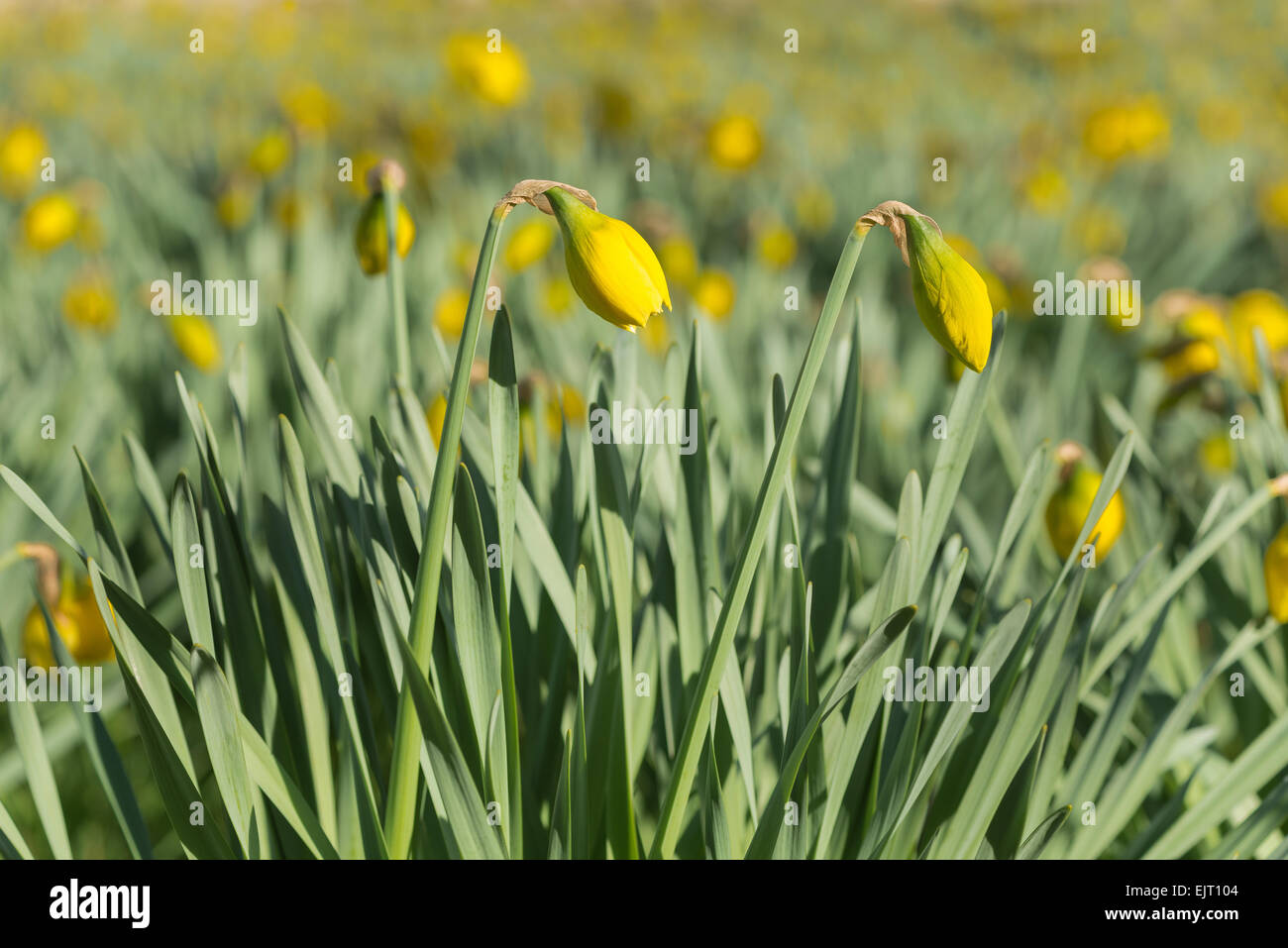 Just waiting for the correct moment masses of closed daffodil flowers ...
