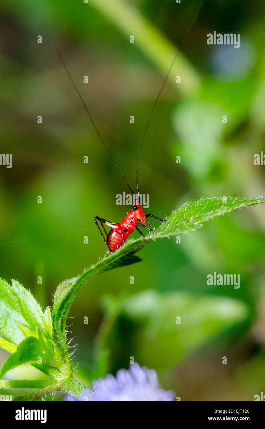 Cricket insect cute hi-res stock photography and images - Alamy